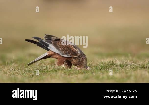 European marsh harrier Stock Videos & Footage - HD and 4K Video Clips ...