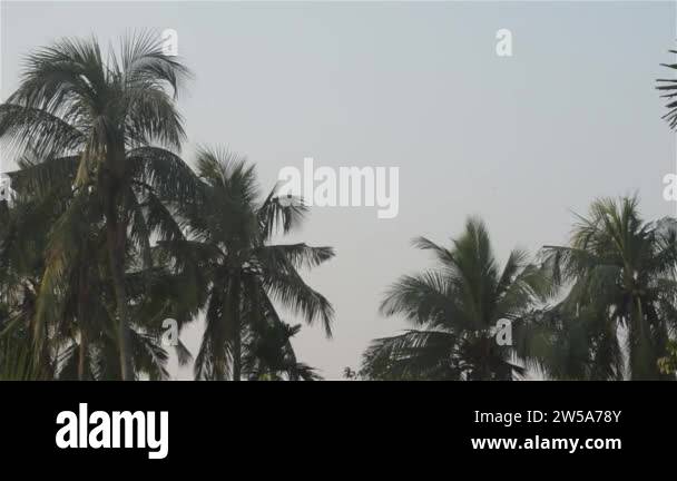 Tropical coconut palm trees Stock Videos & Footage - HD and 4K Video ...