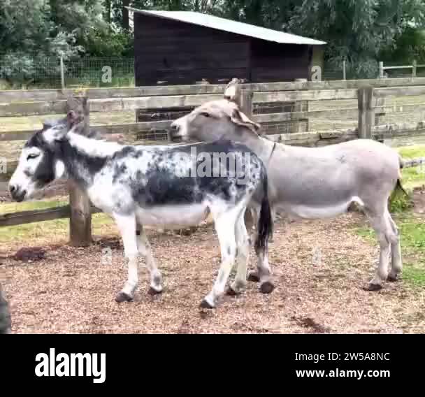Donkey pushes Stock Videos & Footage - HD and 4K Video Clips - Alamy
