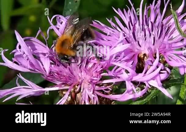Bee pollinate flowering plants and the largest group of pollinators in ...