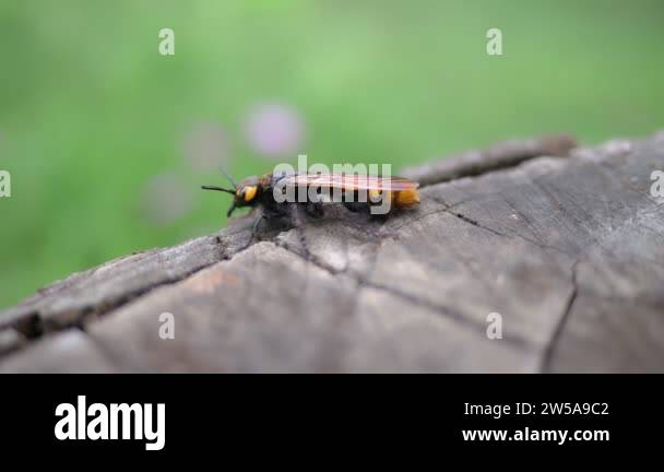 Scolia maculata Stock Videos & Footage - HD and 4K Video Clips - Alamy