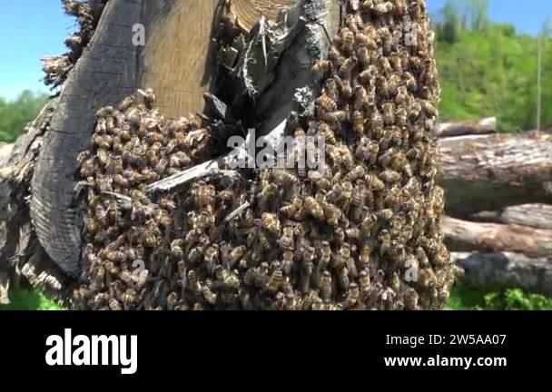 Bee swarm on tree branch. Swarming is a honey bee colony's natural means of reproduction. In the ...