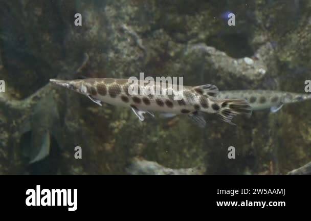 Gar pike Stock Videos & Footage - HD and 4K Video Clips - Alamy