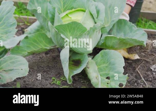 Cabbage white in motion Stock Videos & Footage - HD and 4K Video Clips ...
