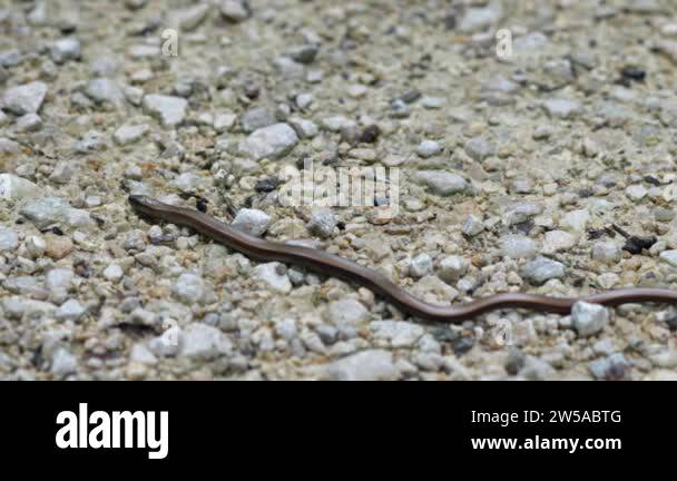A deaf adder Stock Videos & Footage - HD and 4K Video Clips - Alamy