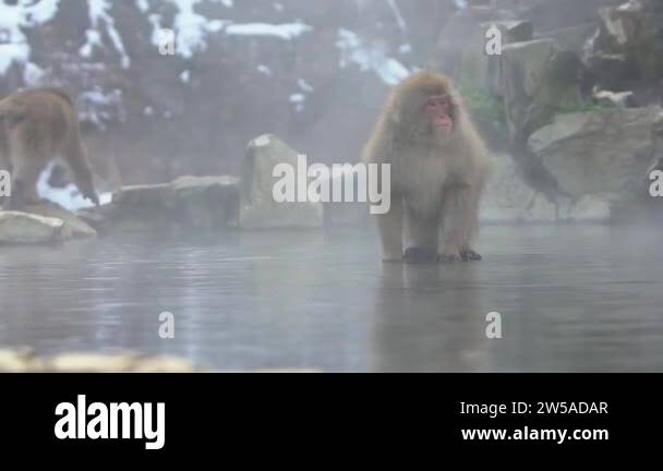 Japanese snow monkey macaque drink and prevent cold near the hot spring ...