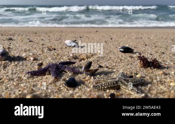 Starfish or sea stars on the beach Stock Videos & Footage - HD and 4K ...
