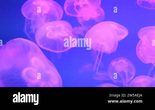 a group of transparent moon jellyfish swims in an aquarium. underwater ...