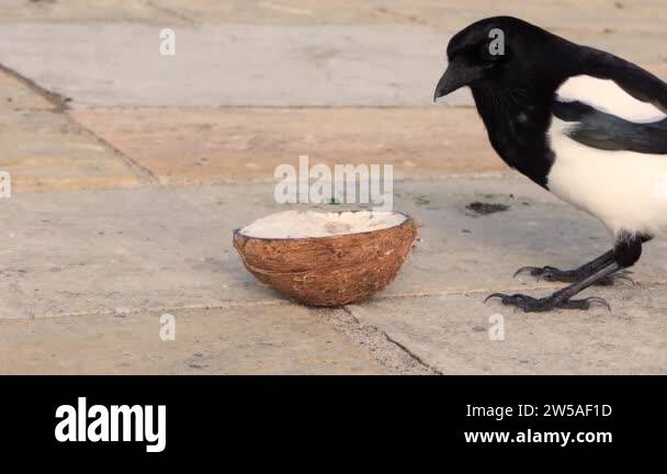 Mud lined nest Stock Videos & Footage - HD and 4K Video Clips - Alamy