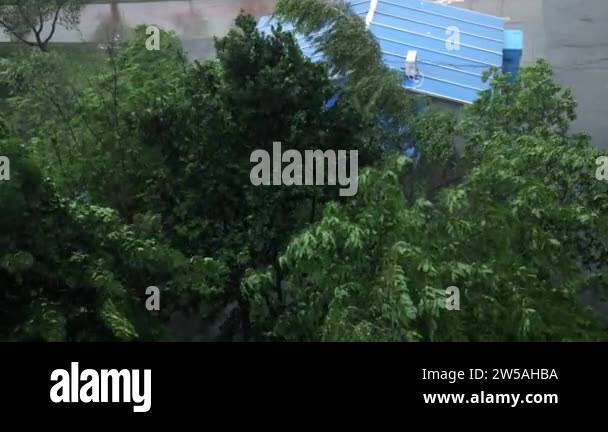 Catastrophic hurricane. Trees during storm, hurricane. Rain storm ...