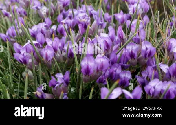 Wild broom Stock Videos & Footage - HD and 4K Video Clips - Alamy