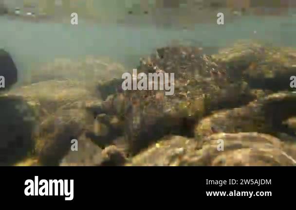 Camera is slowly lowered under water of shallow river and installed at ...