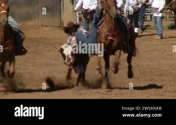 Steer wrestling in rodeo Stock Videos & Footage - HD and 4K Video Clips ...