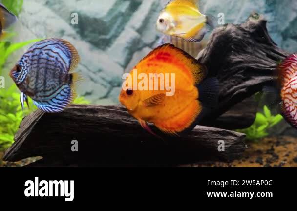 Close up view of discus fish swimming in planted aquarium. Tropical ...