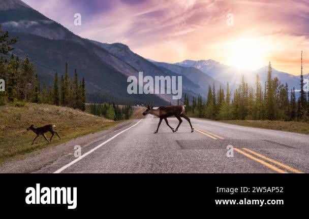 Cariboo scenery Stock Videos & Footage - HD and 4K Video Clips - Alamy