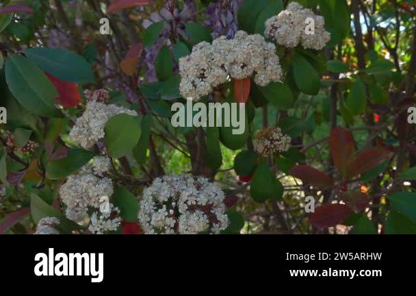May bush Stock Videos & Footage - HD and 4K Video Clips - Alamy