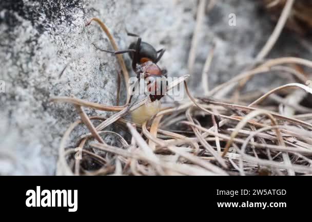 ant prey larva of diptera, Formica rufa, Ant, predator, prey, diptera ...