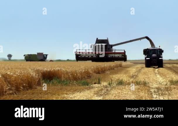 Combine Harvesters Unloading Wheat ; Combine Harvester Unloader Pouring ...