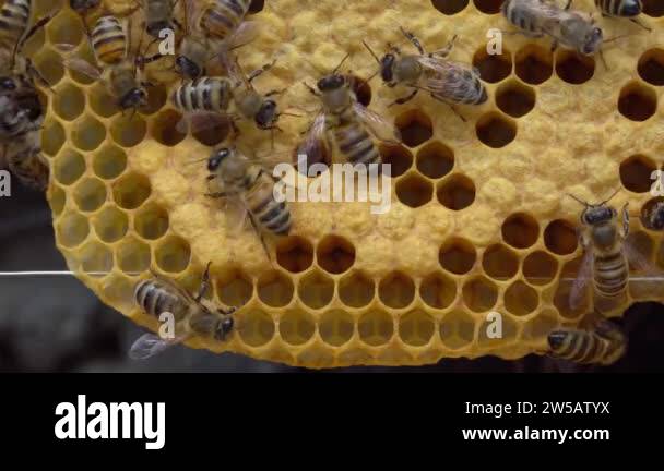 Various stages of insect larvae Stock Videos & Footage - HD and 4K ...