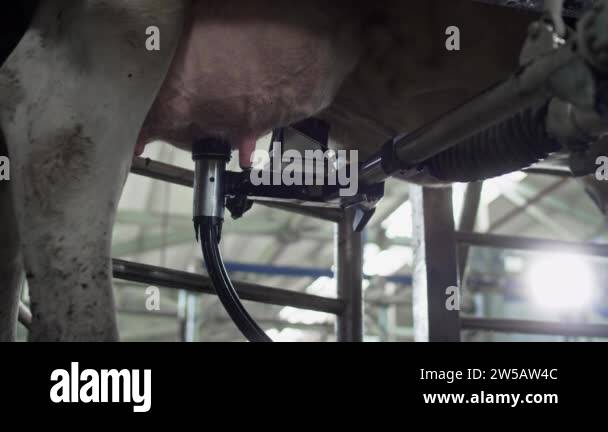 A red laser robot scans the udder of a cow to pump or suck milk ...