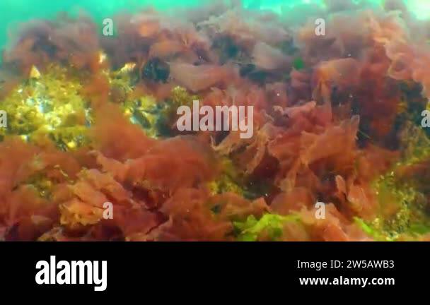 Red algae (Porphira leucosticta, Ceramium sp., Enteromorpha sp.) on ...