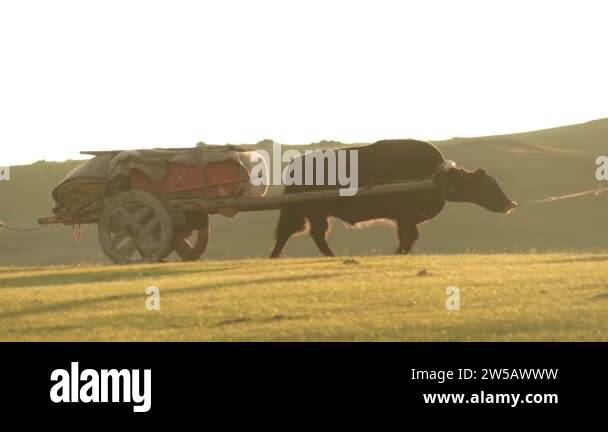 Two wheeled ox cart Stock Videos & Footage - HD and 4K Video Clips - Alamy