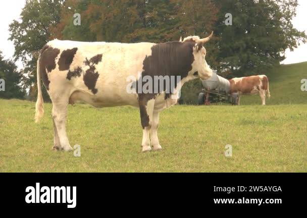 Bavarian cow Stock Videos & Footage - HD and 4K Video Clips - Alamy