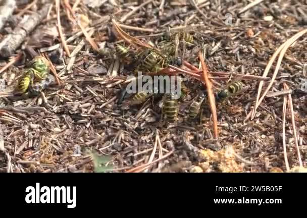 Sand wasp, or burrowing wasp, or crabronids (Crabronidae). A feature of ...