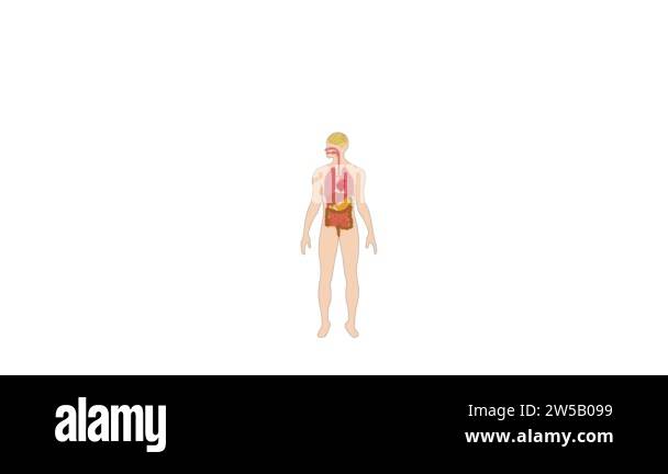 Animation of human organs internal diagram, Body of human internal ...