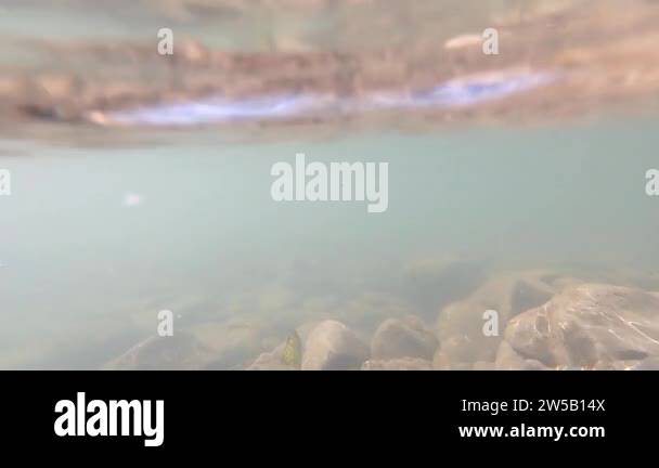 Below water surface Stock Videos & Footage - HD and 4K Video Clips - Alamy