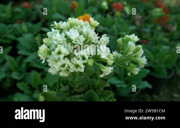 Composite flower head Stock Videos & Footage - HD and 4K Video Clips ...