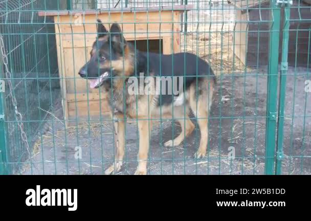 Young barking shepherd dog peeking out of the doghouse in animal ...
