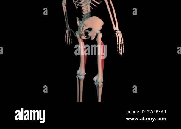 This 3d animation shows the vastus intermedialis muscles in full ...