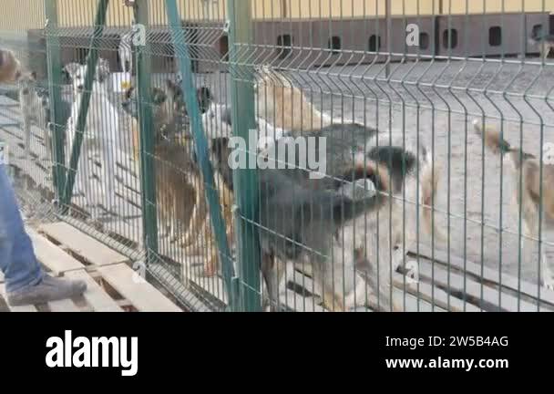 Male hand feeding a pack of dogs through the fence. Asylum. Stray dogs ...