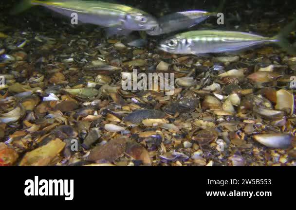 Commercial food fish Stock Videos & Footage - HD and 4K Video Clips - Alamy