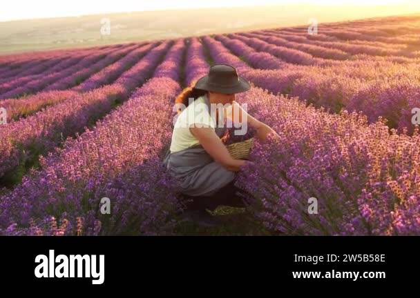 Lavender Production, Markets, and Agritourism. The growing industry of ...