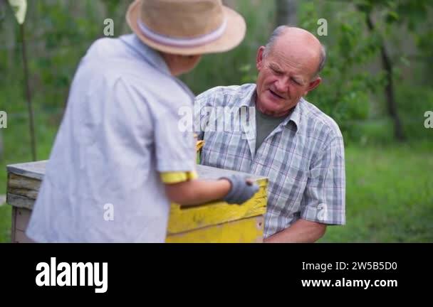 beekeeping, elderly beekeeper with his grandson paint hives for bees ...