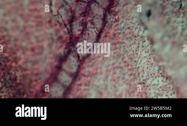 Blood capillaries Stock Videos & Footage - HD and 4K Video Clips - Alamy