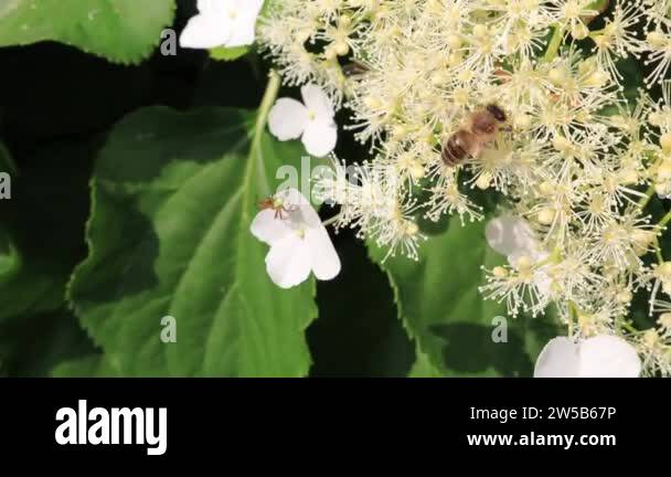 Hydrangea anomala petiolaris Stock Videos & Footage - HD and 4K Video ...