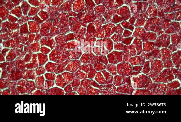 Pine embryo cross section under the microscope 100x Stock Video Footage ...