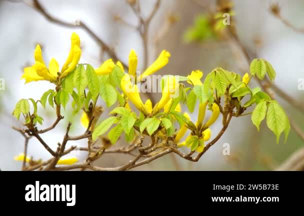 Golden flower tree Stock Videos & Footage - HD and 4K Video Clips - Alamy