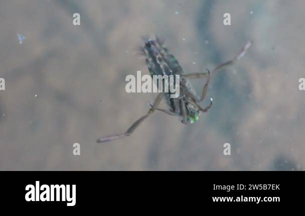 Crustaceans and chironomids underwater. Sigara striata, Hesperocorixa, Corixidae is of aquatic ...