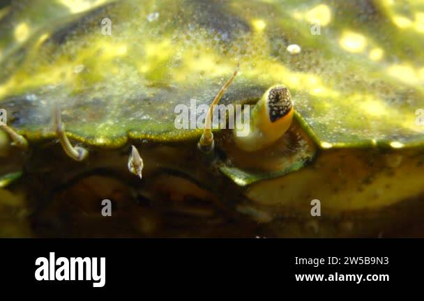 Compound eye in a Green or Shore crab (Carcinus maenas, Carcinus ...