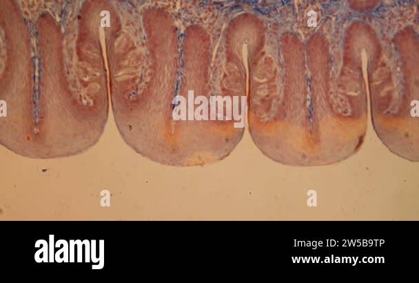 Rabbit tongue Stock Videos & Footage - HD and 4K Video Clips - Alamy