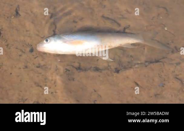 Animal mort Stock Videos & Footage - HD and 4K Video Clips - Alamy