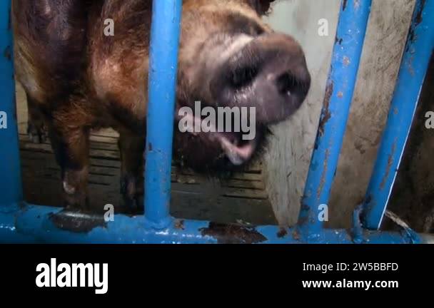 Red ear tag Stock Videos & Footage - HD and 4K Video Clips - Alamy