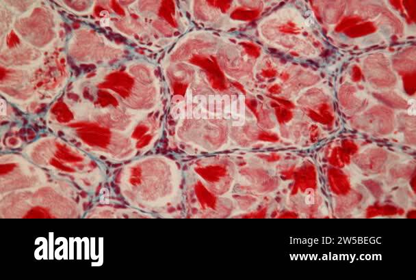 Frog testicles under the microscope 100x Stock Video Footage - Alamy