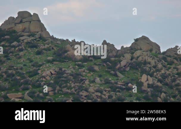 Herd of wild deer on the rocky mountain ridge.Wildlife animal nature ...