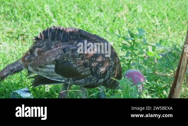 Gobbler. Wild turkey (Meleagris gallopavo) is an upland ground bird ...