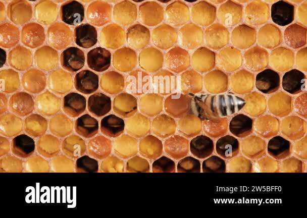 Honeycomb with colorful perga. Honeycomb with bee bread. Bees pack ...